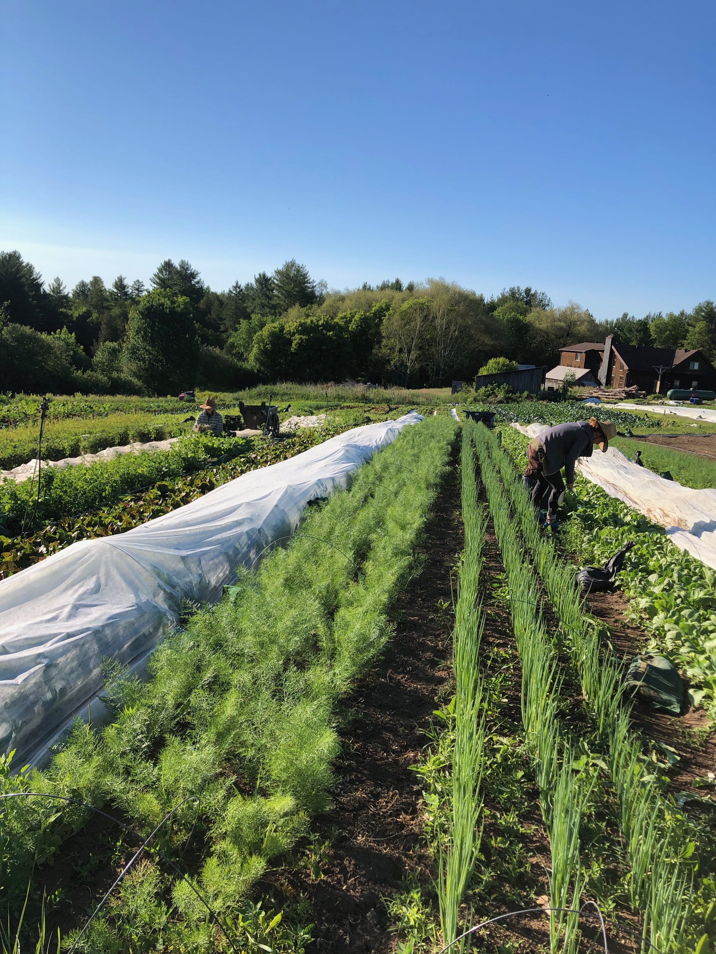 About Us – Terramor Farm